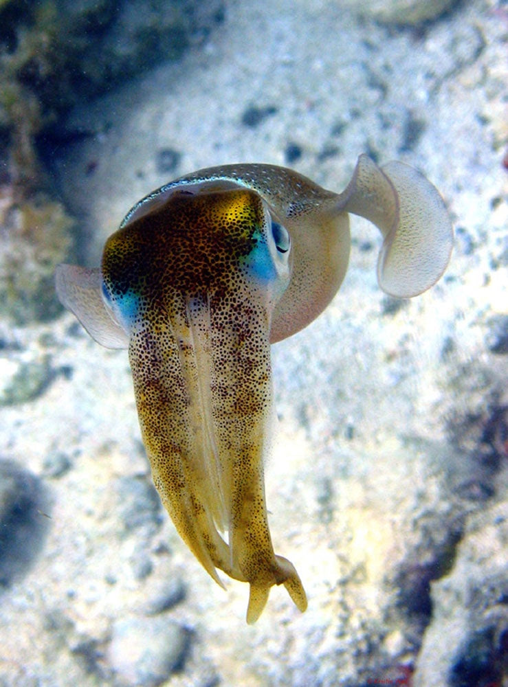 Squid Viscious #56 – Fish Face