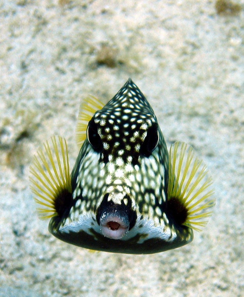 Smooth Trunkfish #69 – Fish Face