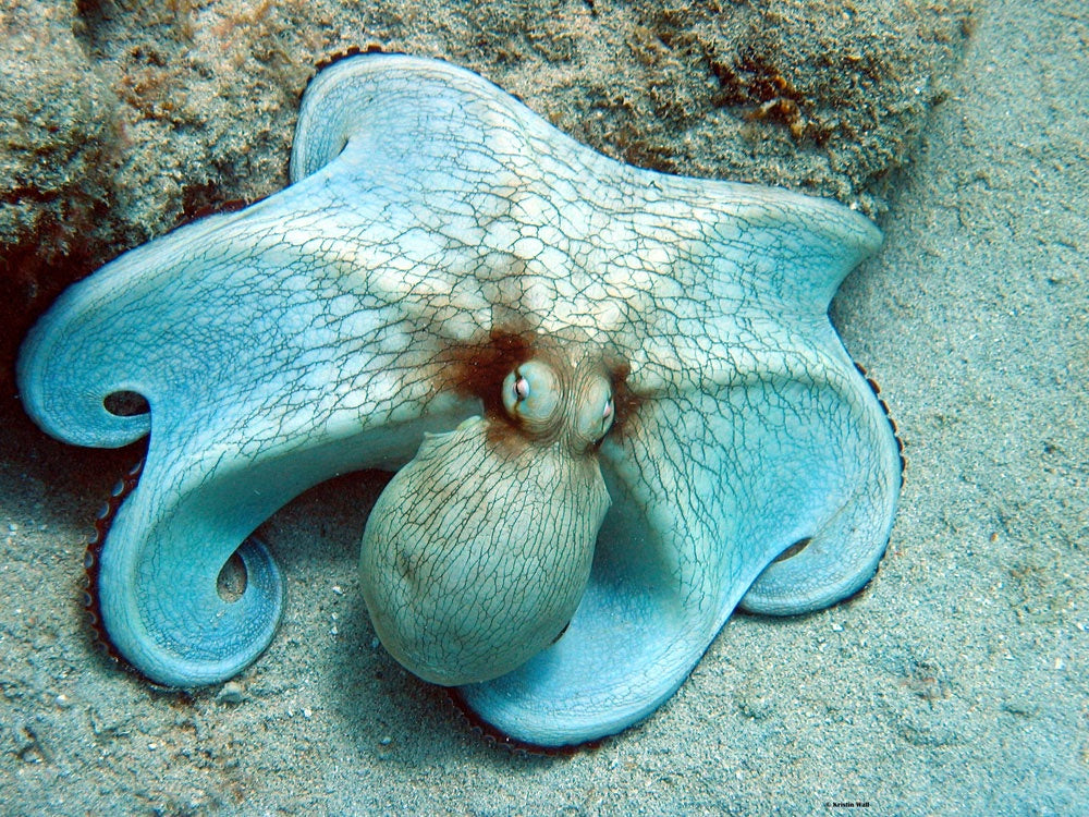 Octopus Close #71 – Fish Face