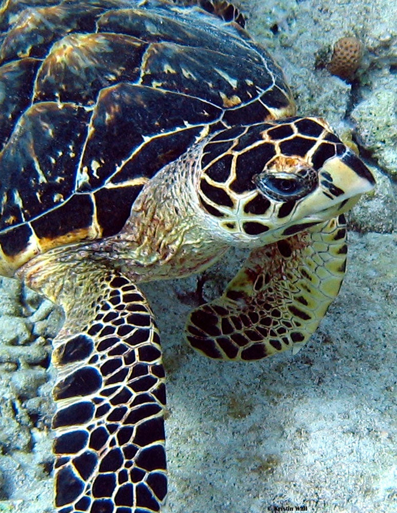 Hawksbill Turtle #81 – Fish Face