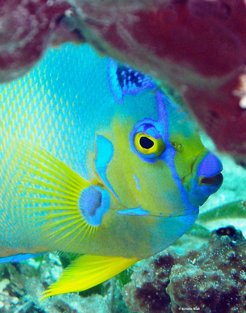 Queen Angel Face #92 – Fish Face