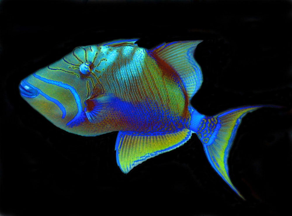Queen Triggerfish in Black #135 – Fish Face