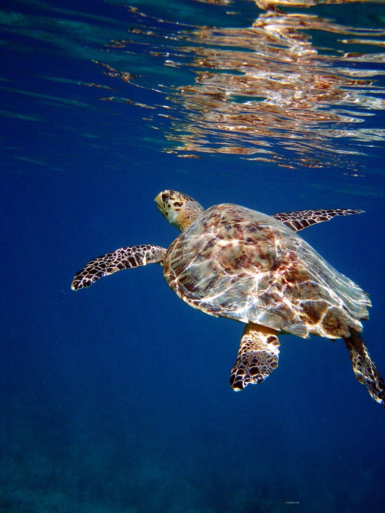 Turtle Reflection #193 – Fish Face