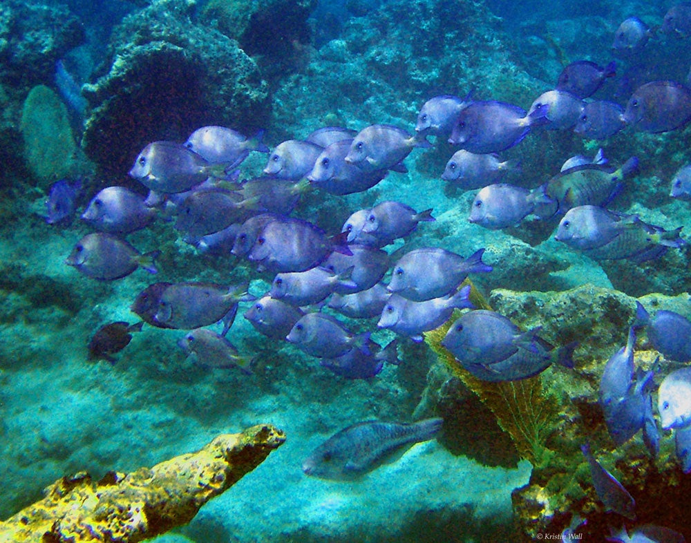 Blue Tang School #195 – Fish Face