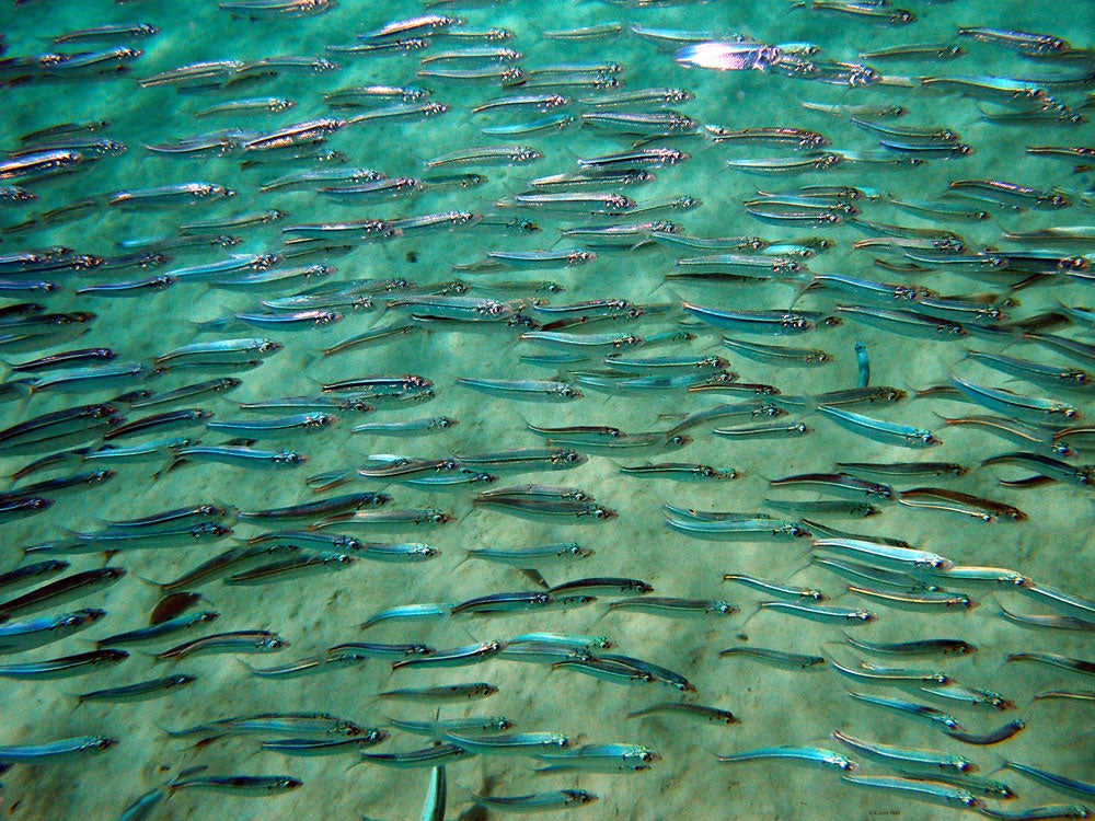 Bait Ball #202 – Fish Face