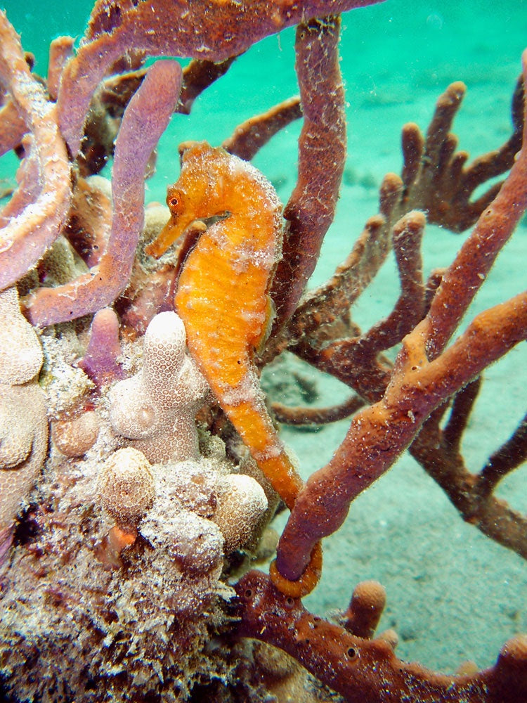 Seahorse Showoff #229 – Fish Face