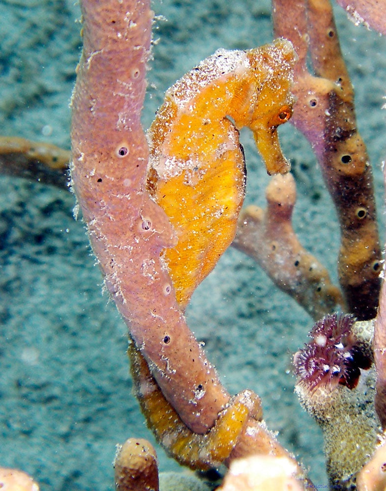 Seahorse Shy #230 – Fish Face