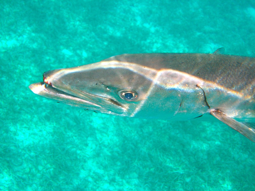 Barry Barracuda #420 – Fish Face