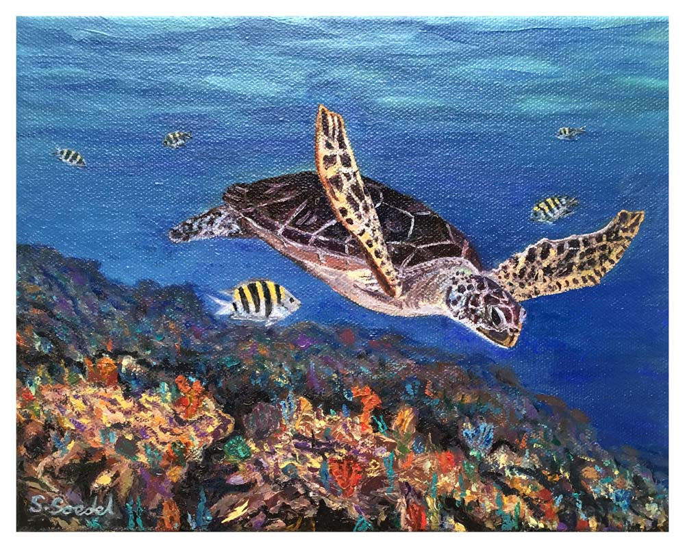 Original Sea Turtle & Sergeant Majors – Fish Face